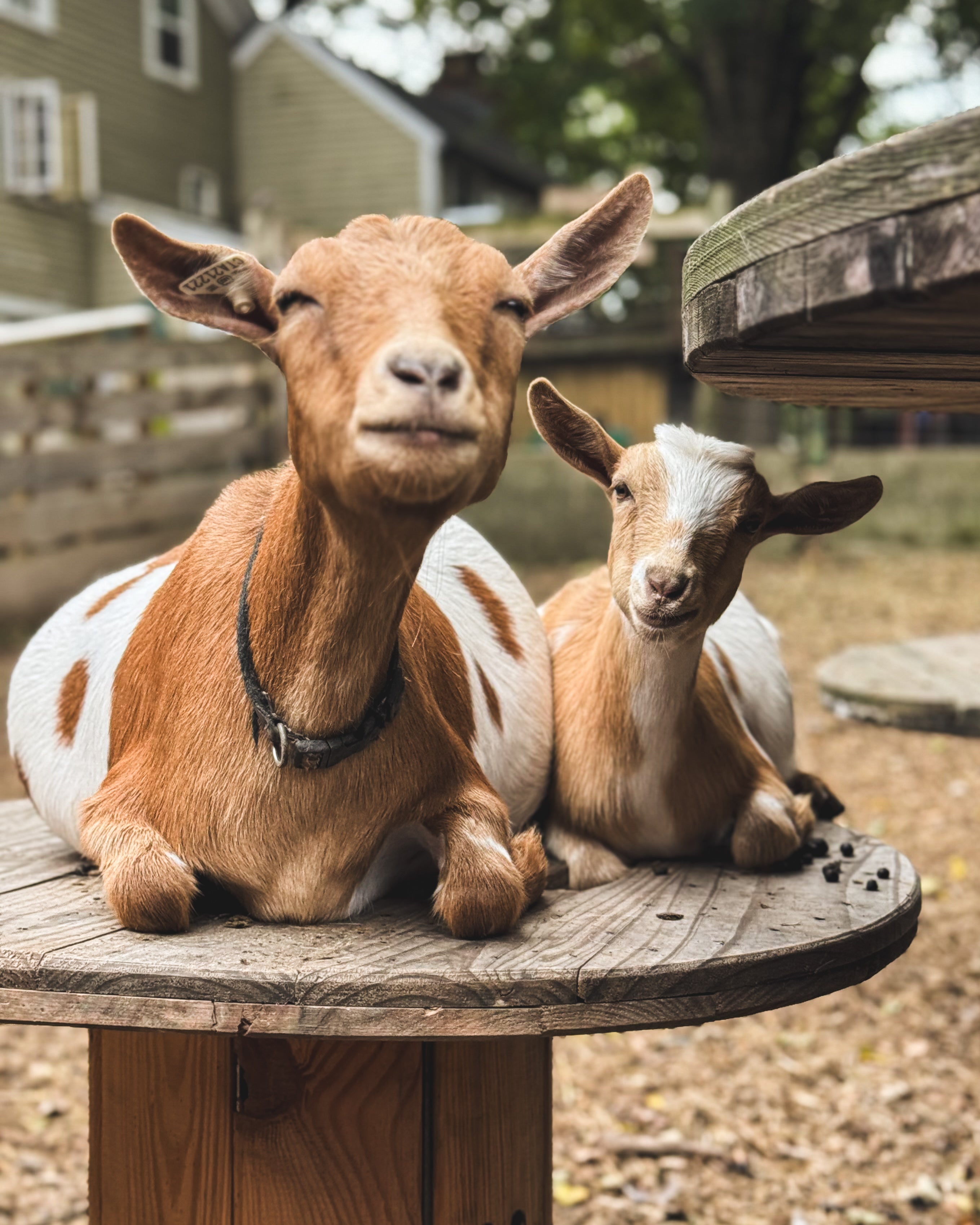 Weekend goat cuddles | Connecticut’s only Veteran owned dairy farm.